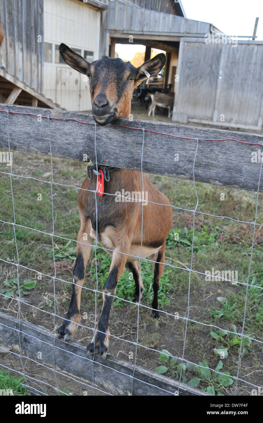 Dairy Goat Mixed Breed Stock Photo - Alamy