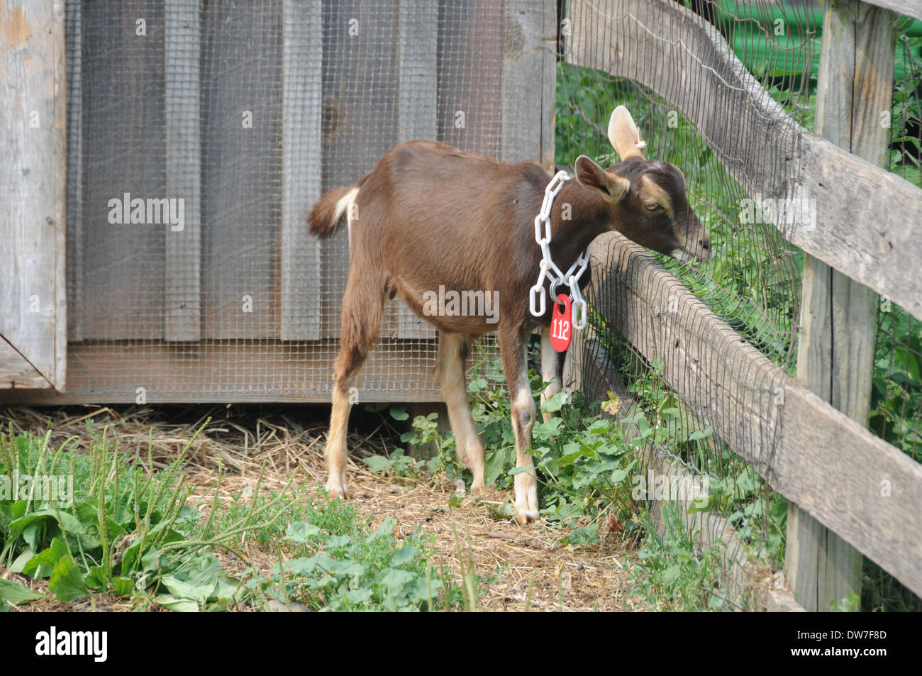 Dairy Goat Mixed Breed Stock Photo - Alamy