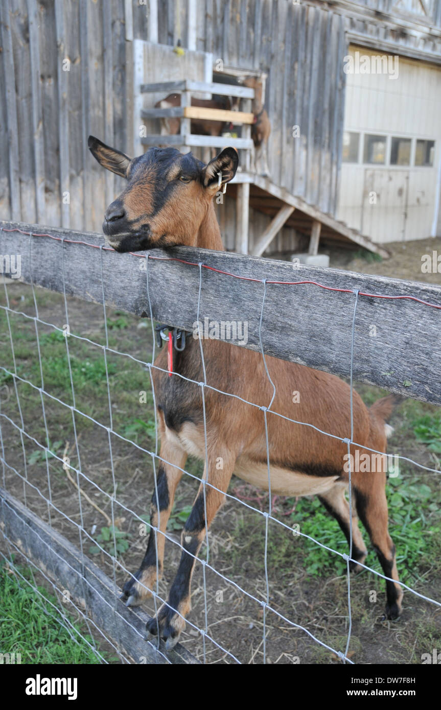 Dairy goat mixed breed hi-res stock photography and images - Alamy