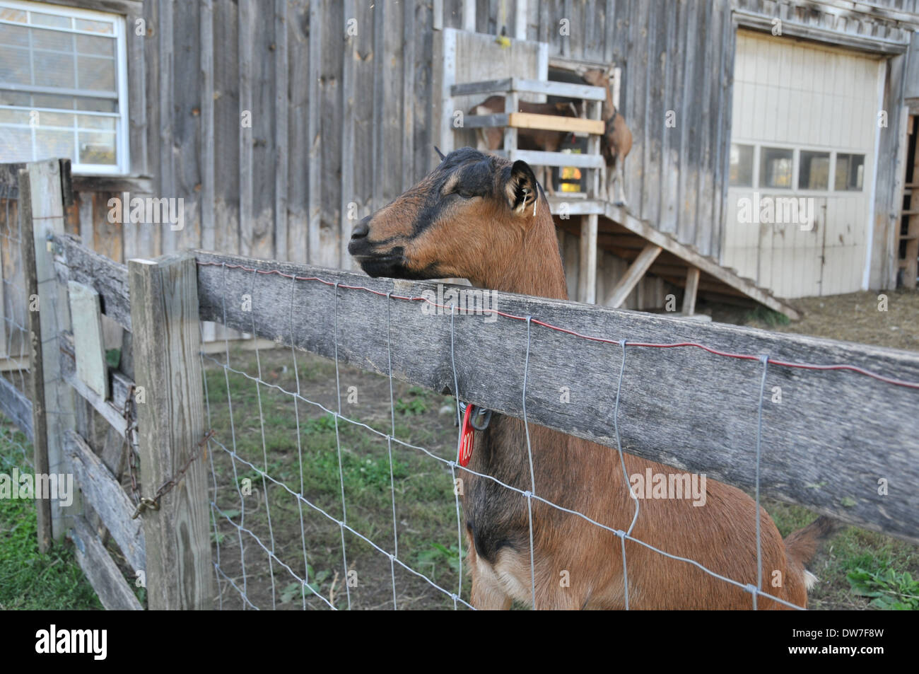 Dairy Goat Mixed Breed Stock Photo - Alamy