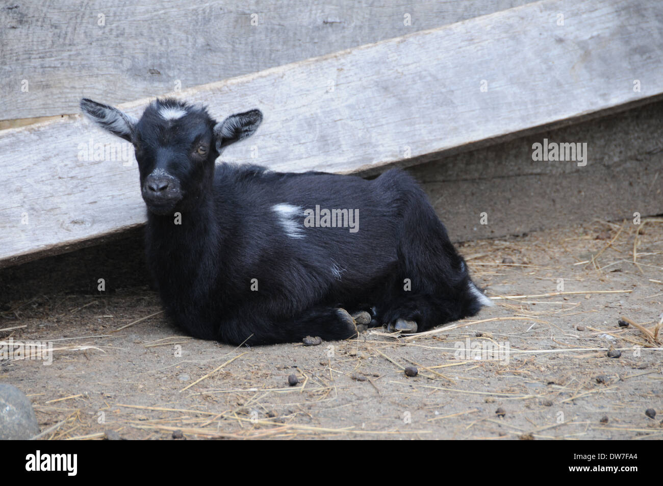 Pigmy face hi-res stock photography and images - Alamy