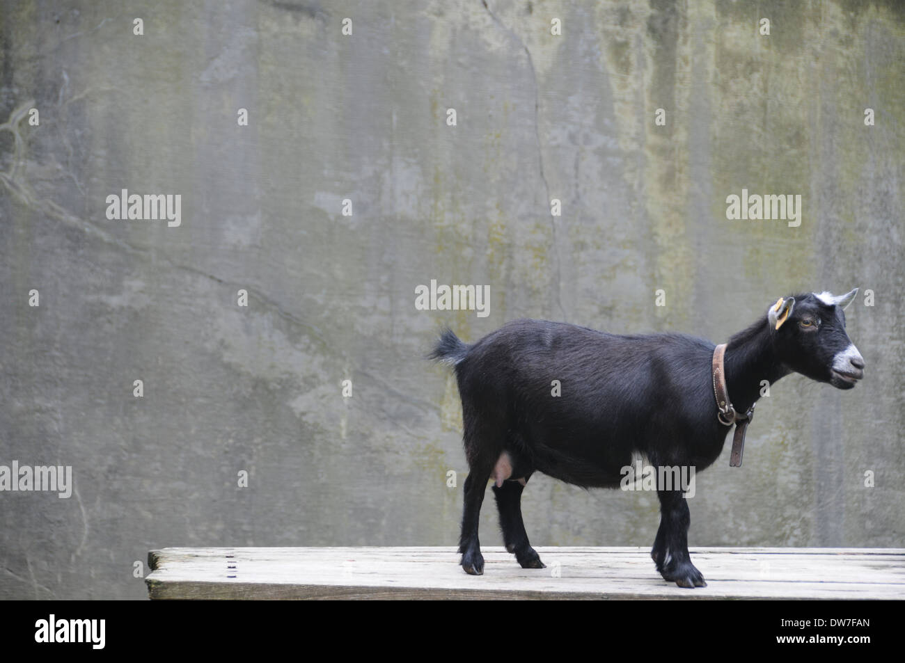 Pigmy face hi-res stock photography and images - Alamy