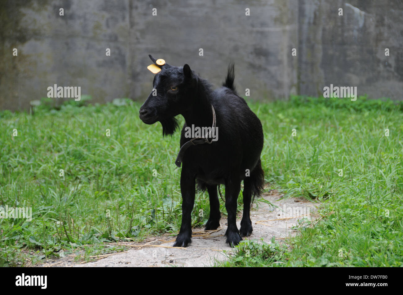 Pigmy face hi-res stock photography and images - Alamy