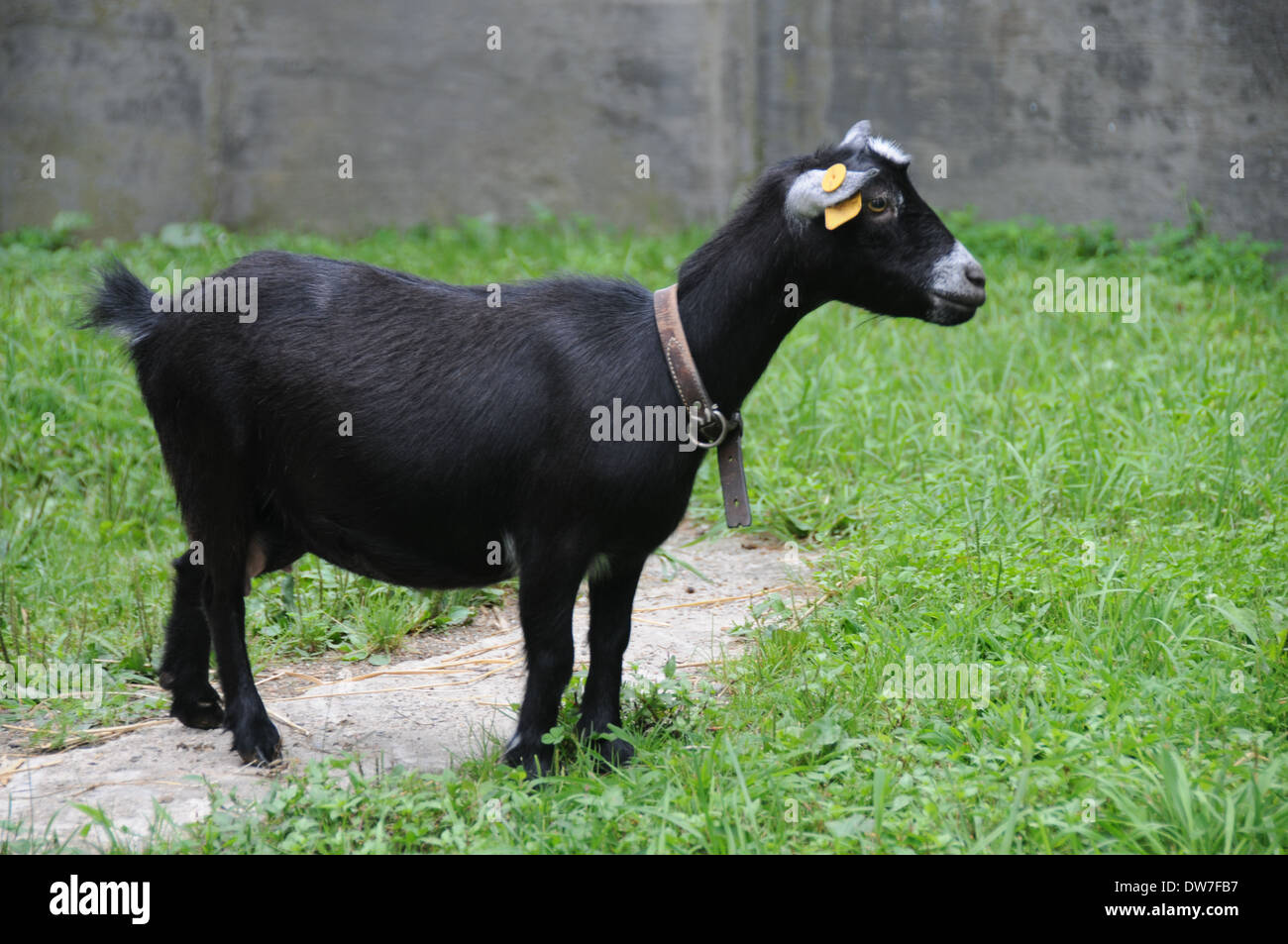 Pigmy face hi-res stock photography and images - Alamy