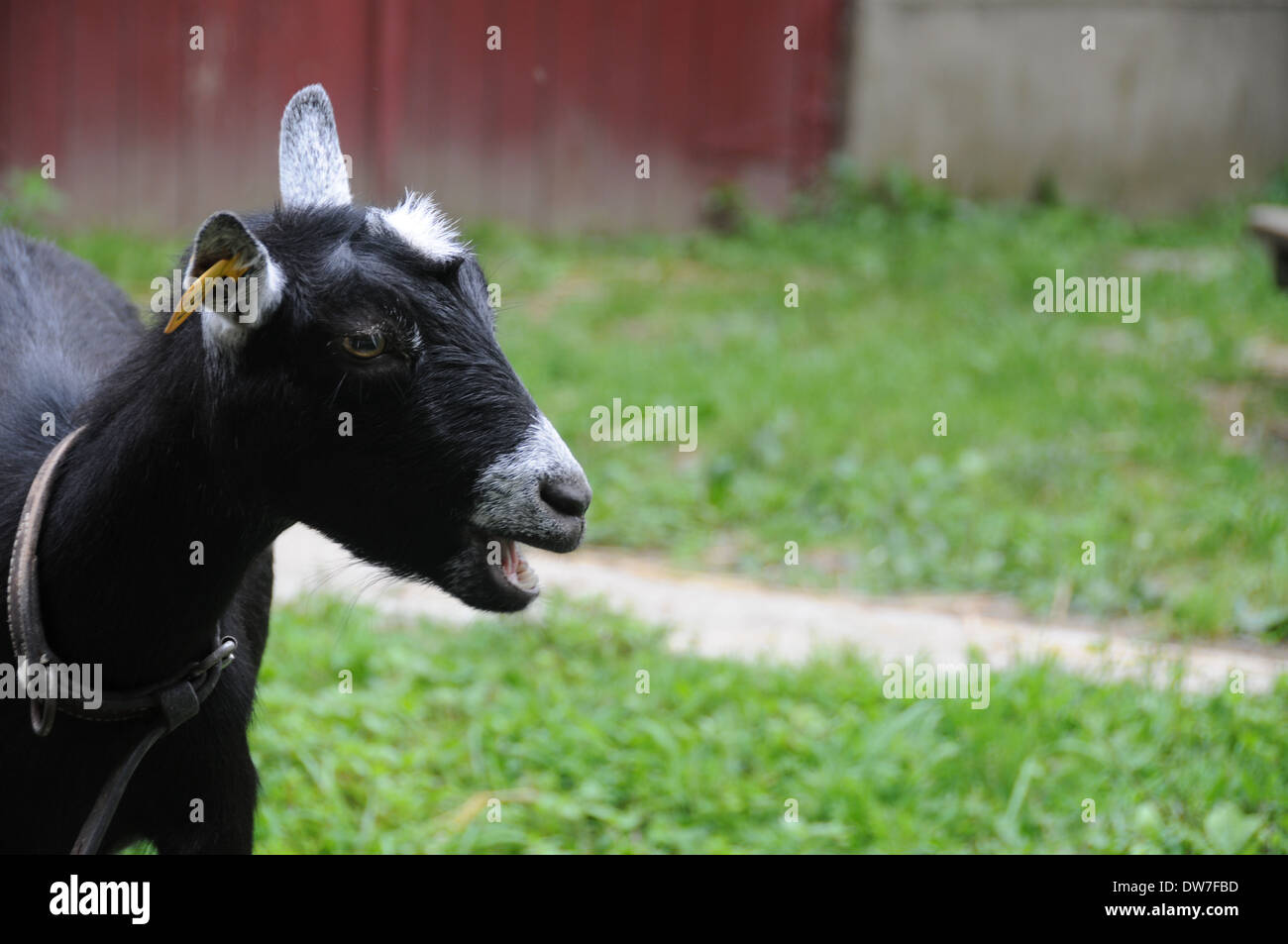 Pigmy face hi-res stock photography and images - Alamy