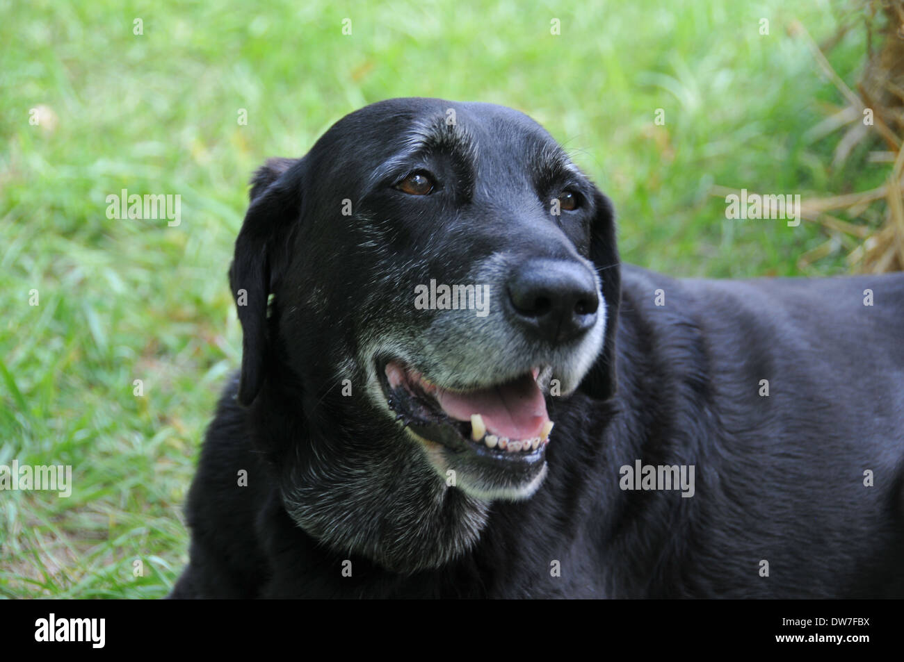Lab dog vector hi-res stock photography and images - Alamy