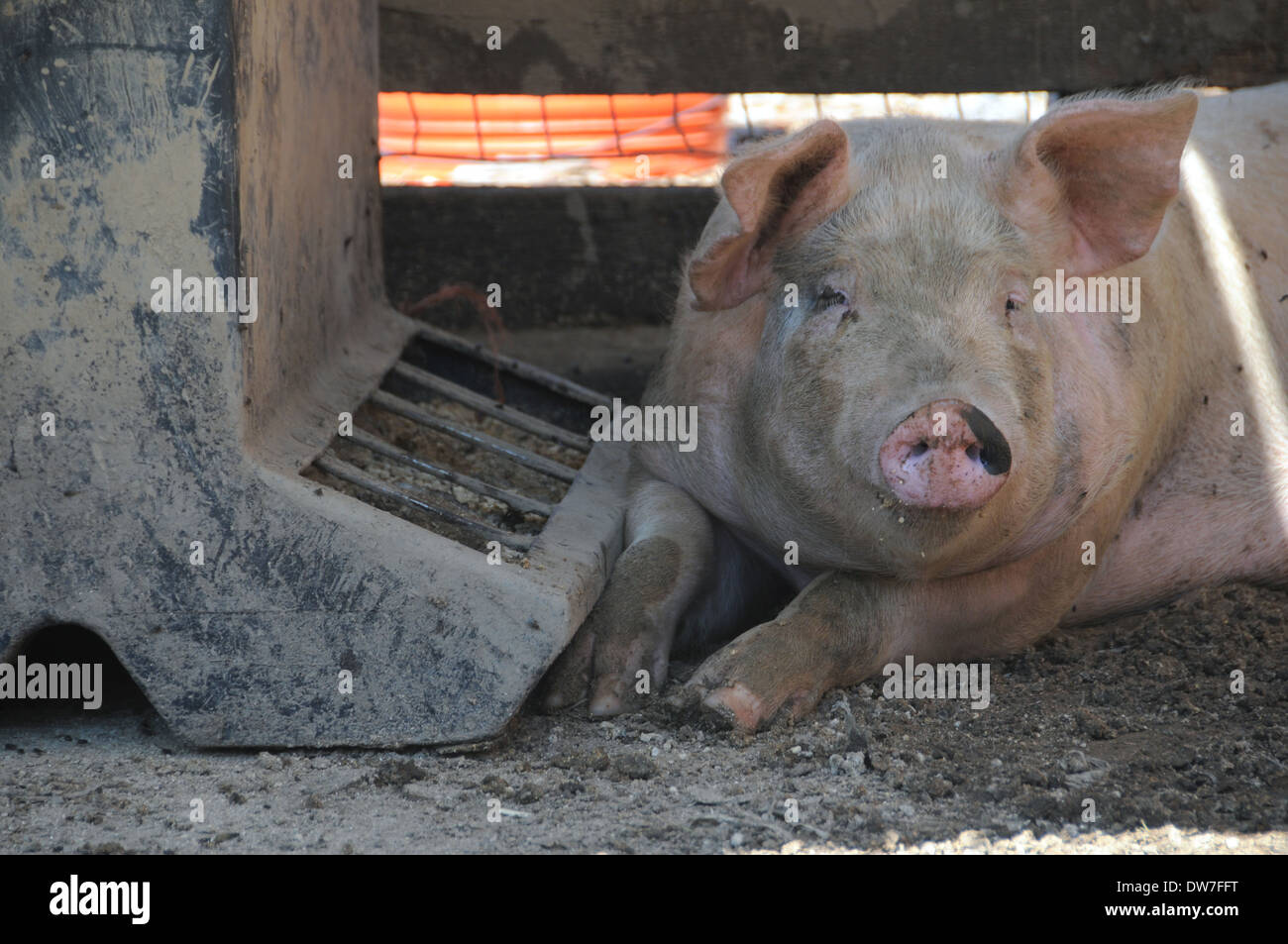 The pigsty yorkshire hi-res stock photography and images - Alamy