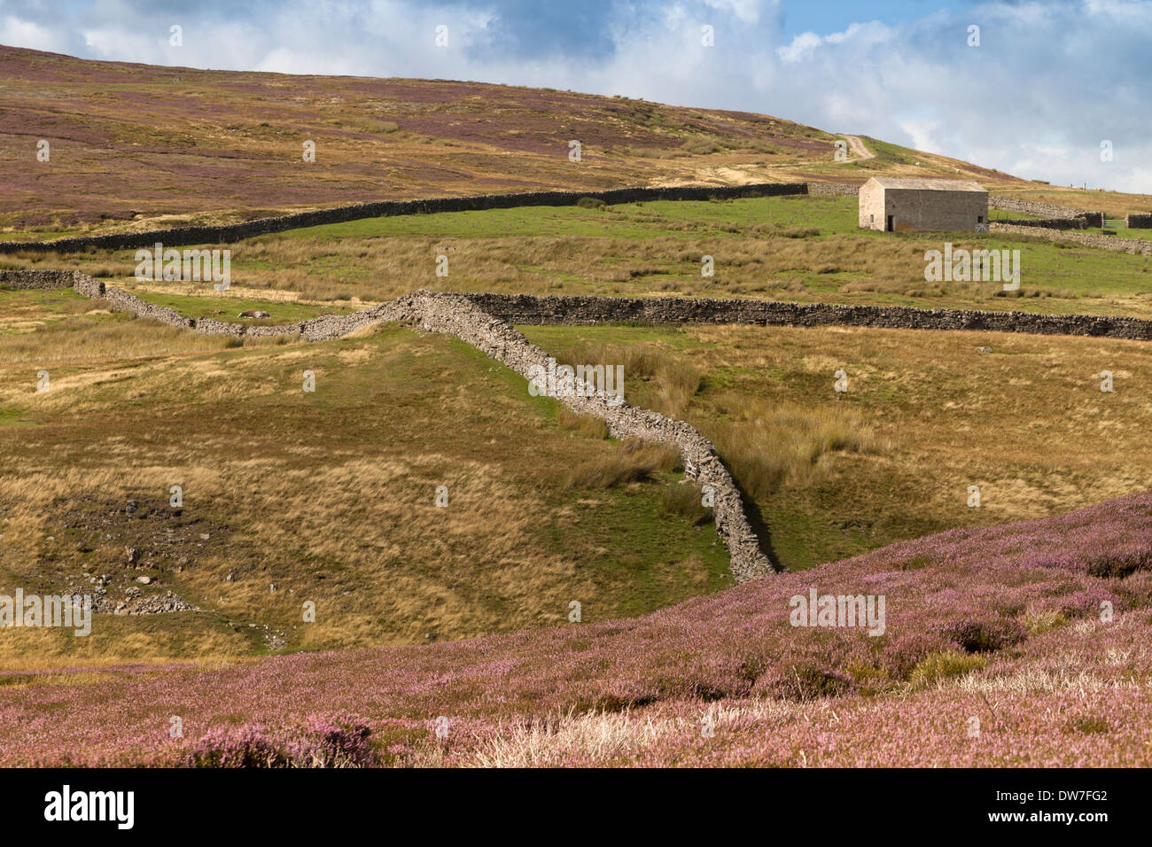 Heather Moors with Dry stone Walling between Arkengarthdale and ...