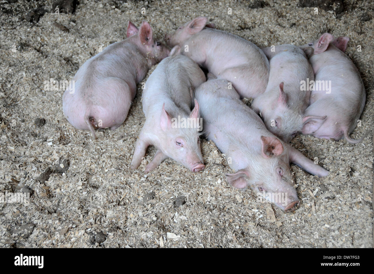The pigsty yorkshire hi-res stock photography and images - Alamy