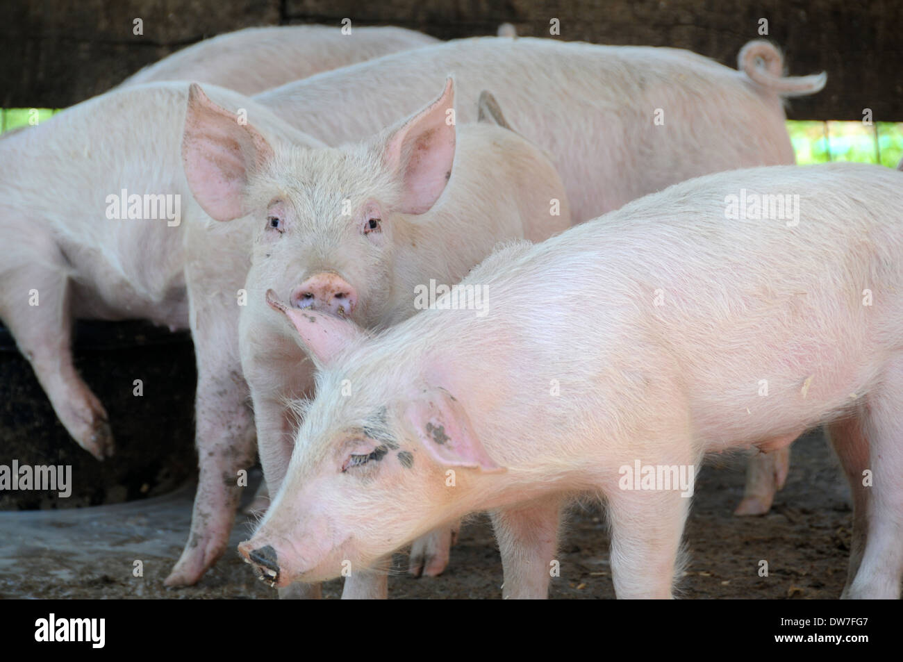 The pigsty yorkshire hi-res stock photography and images - Alamy