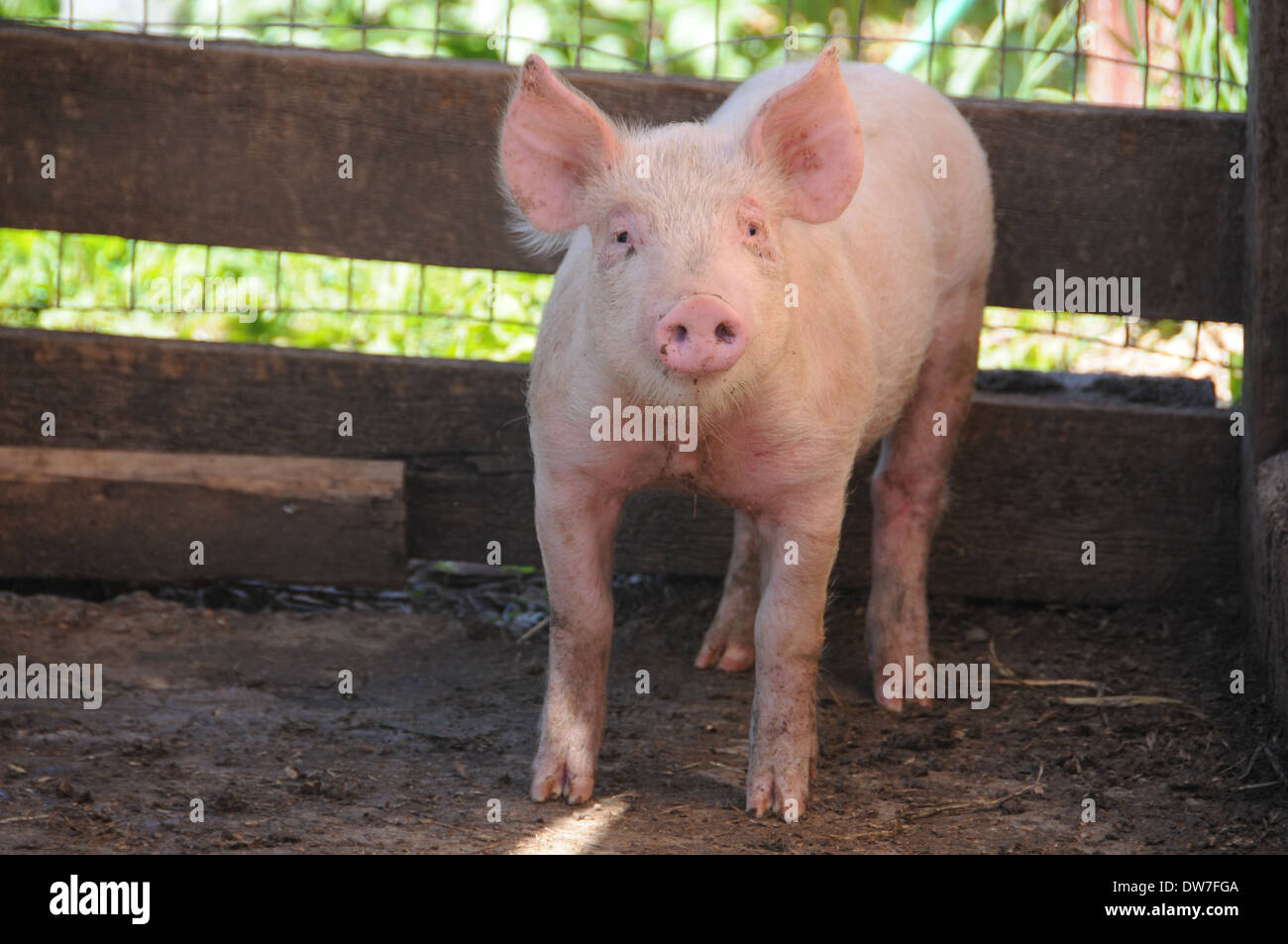 The pigsty yorkshire hi-res stock photography and images - Alamy