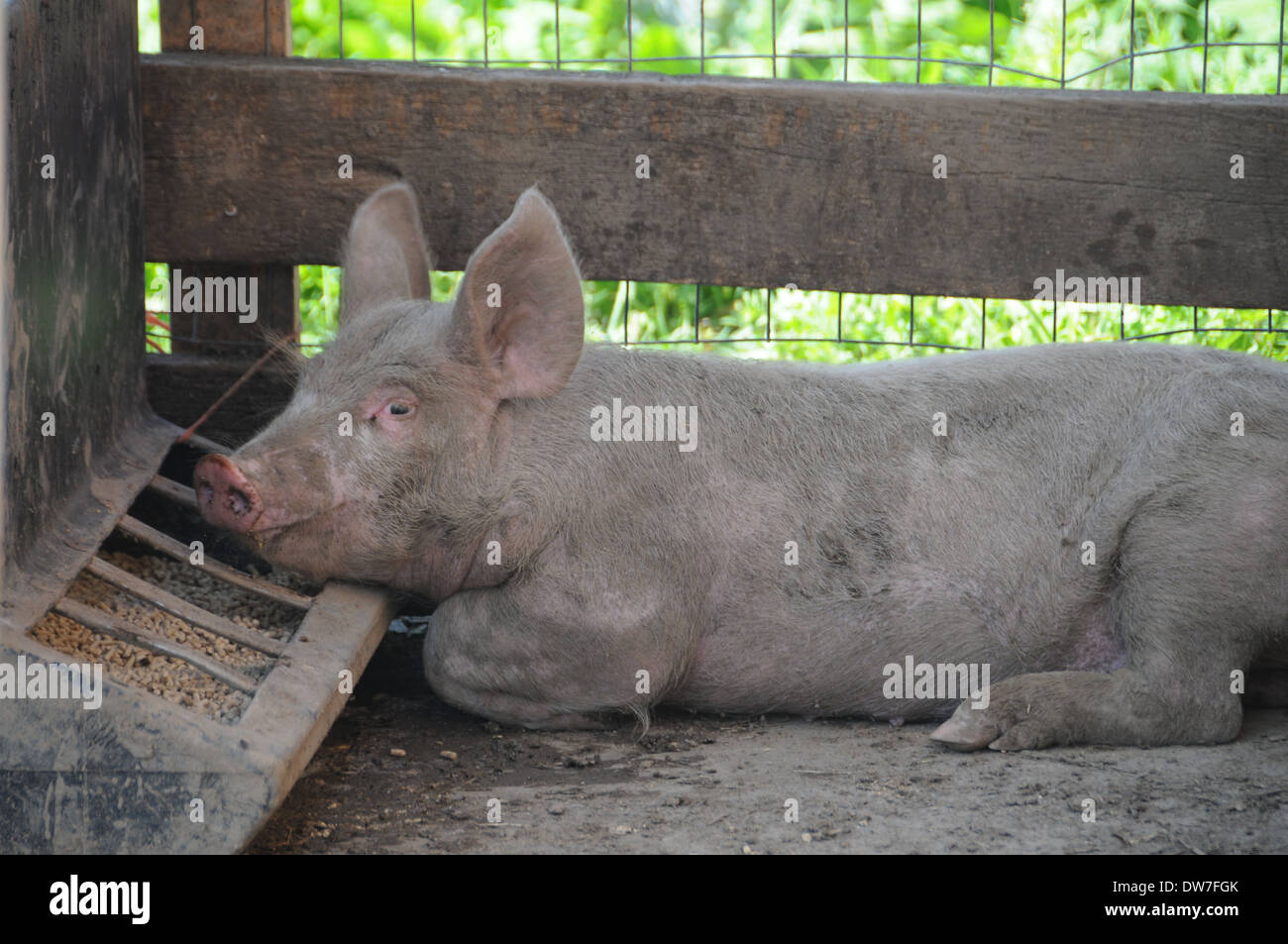 The pigsty yorkshire hi-res stock photography and images - Alamy