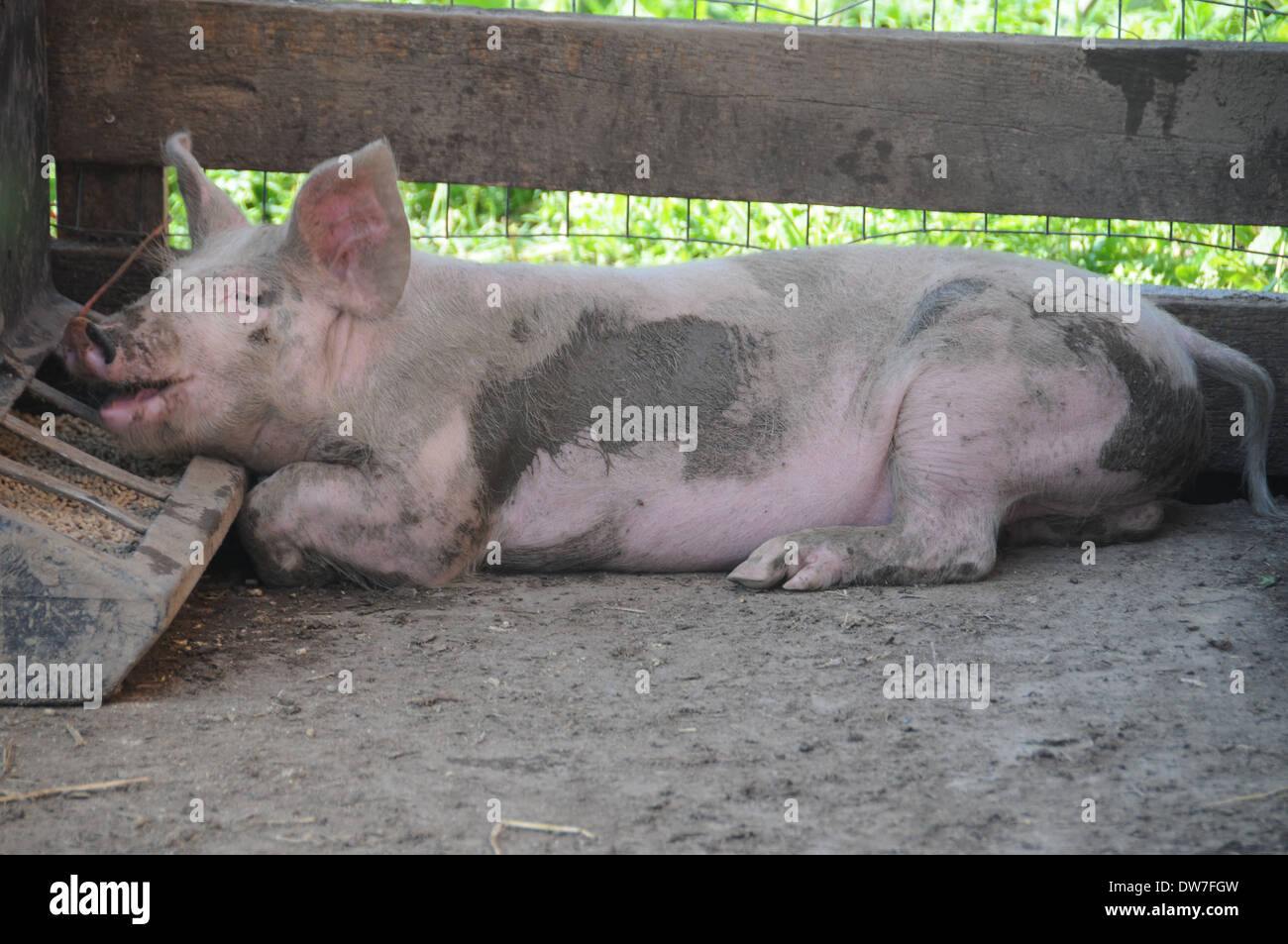 The pigsty yorkshire hi-res stock photography and images - Alamy