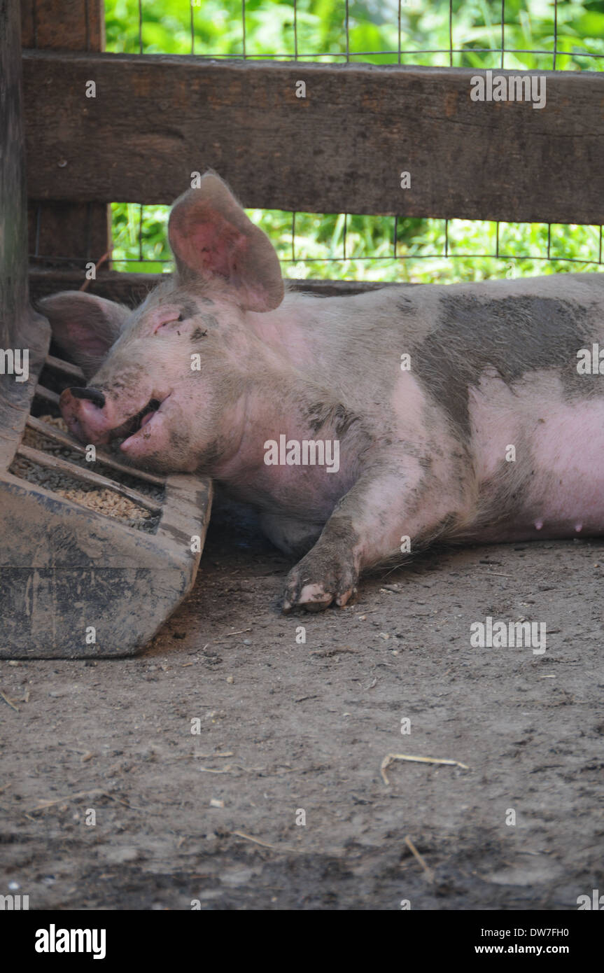 The pigsty yorkshire hi-res stock photography and images - Alamy