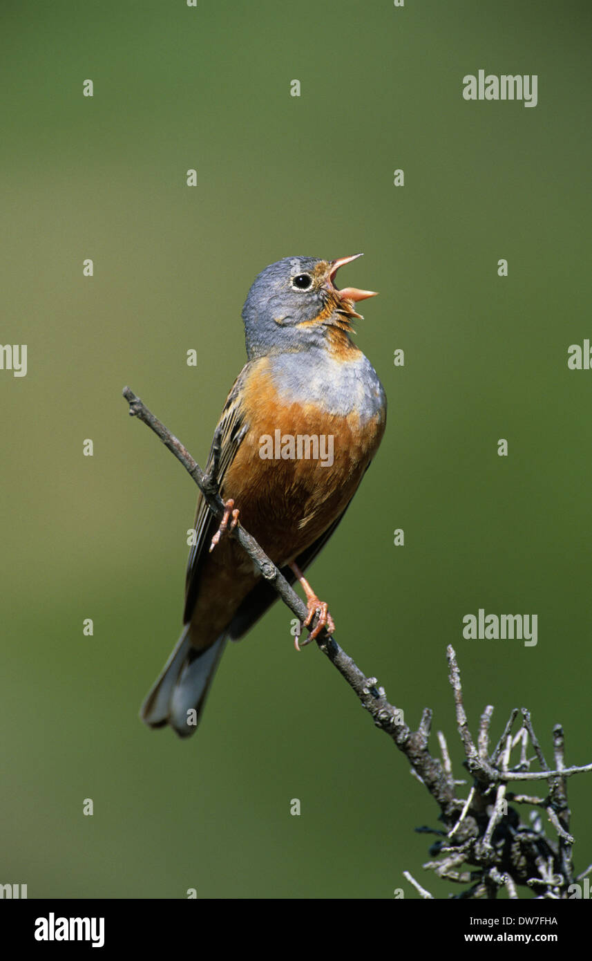 CRETZSCHMAR'S BUNTING (Emberiza caesia) adult male in summer breeding ...