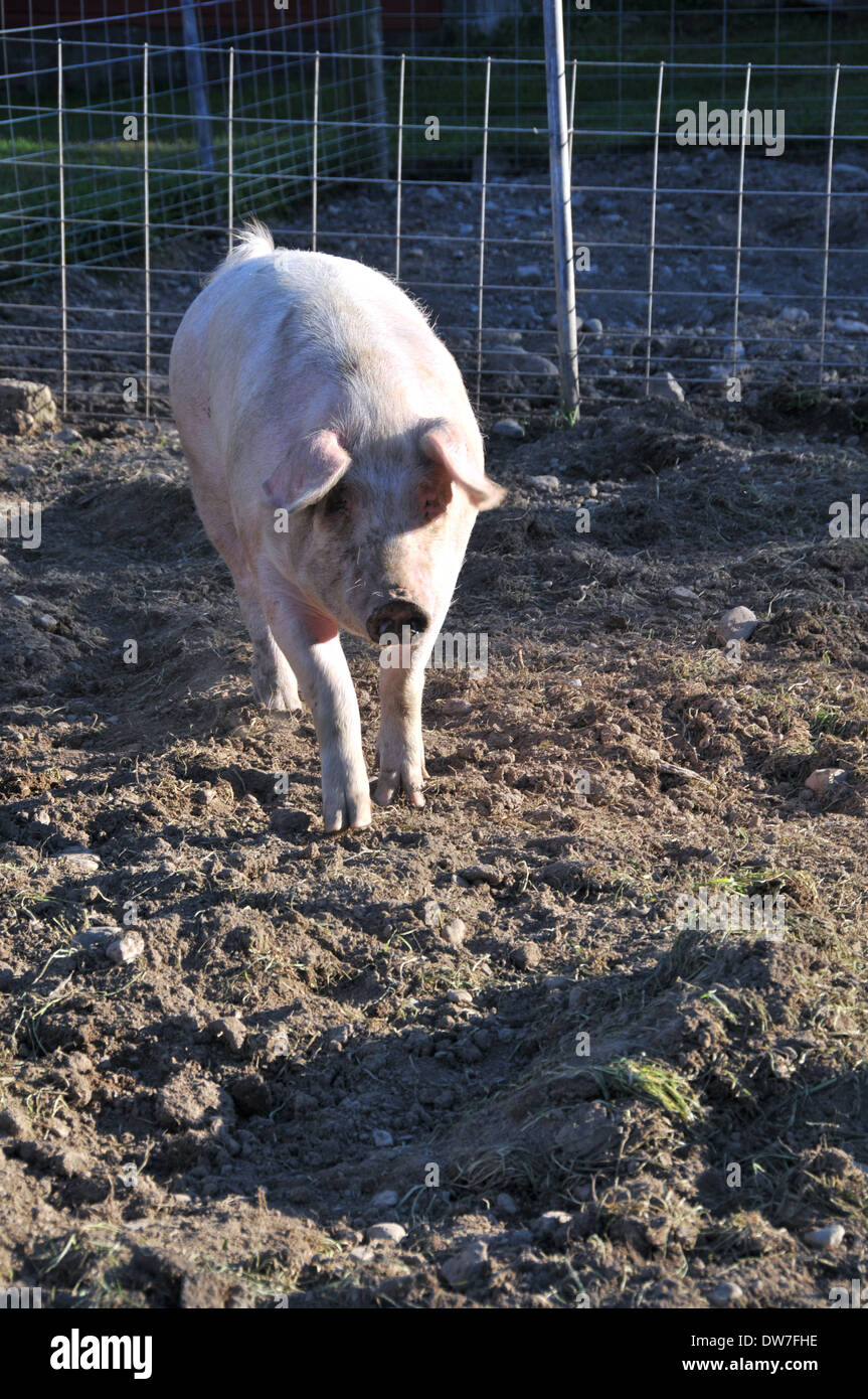 The pigsty yorkshire hi-res stock photography and images - Alamy