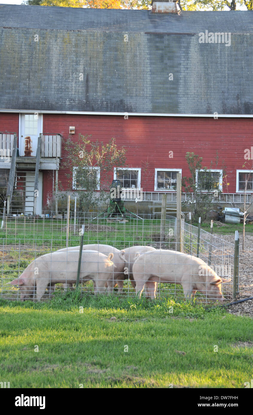 Nursing piglet hi-res stock photography and images - Alamy