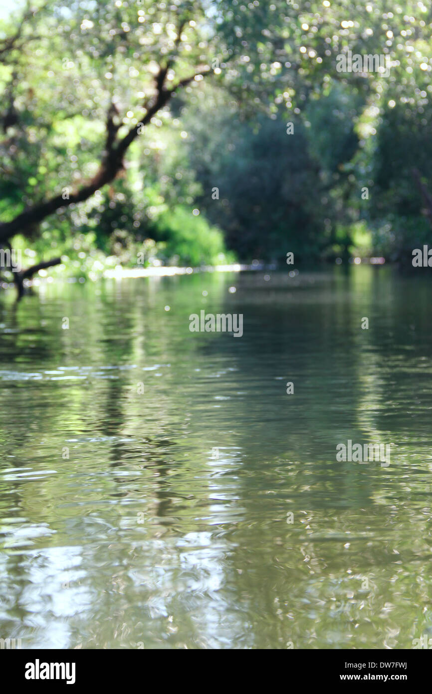 Forest river scene with trees over the water Stock Photo - Alamy