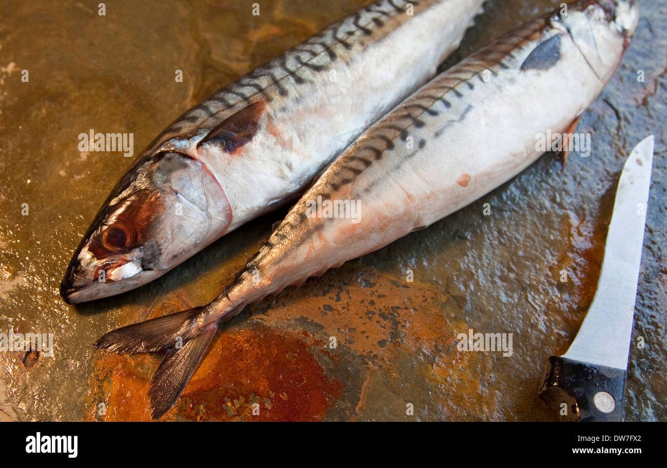 Cornish mackerel hi-res stock photography and images - Alamy