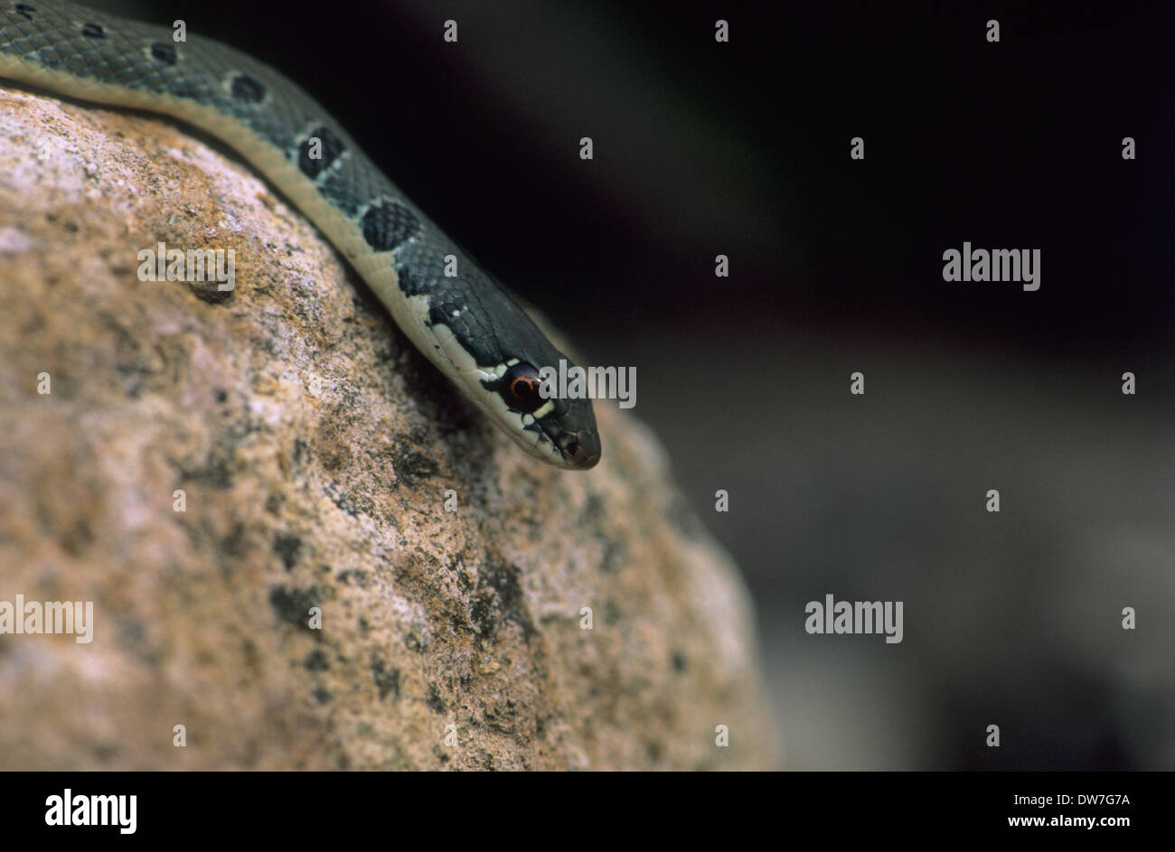 DAHL'S WHIP SNAKE (Platyceps najadum) Lesbos Greece Stock Photo - Alamy