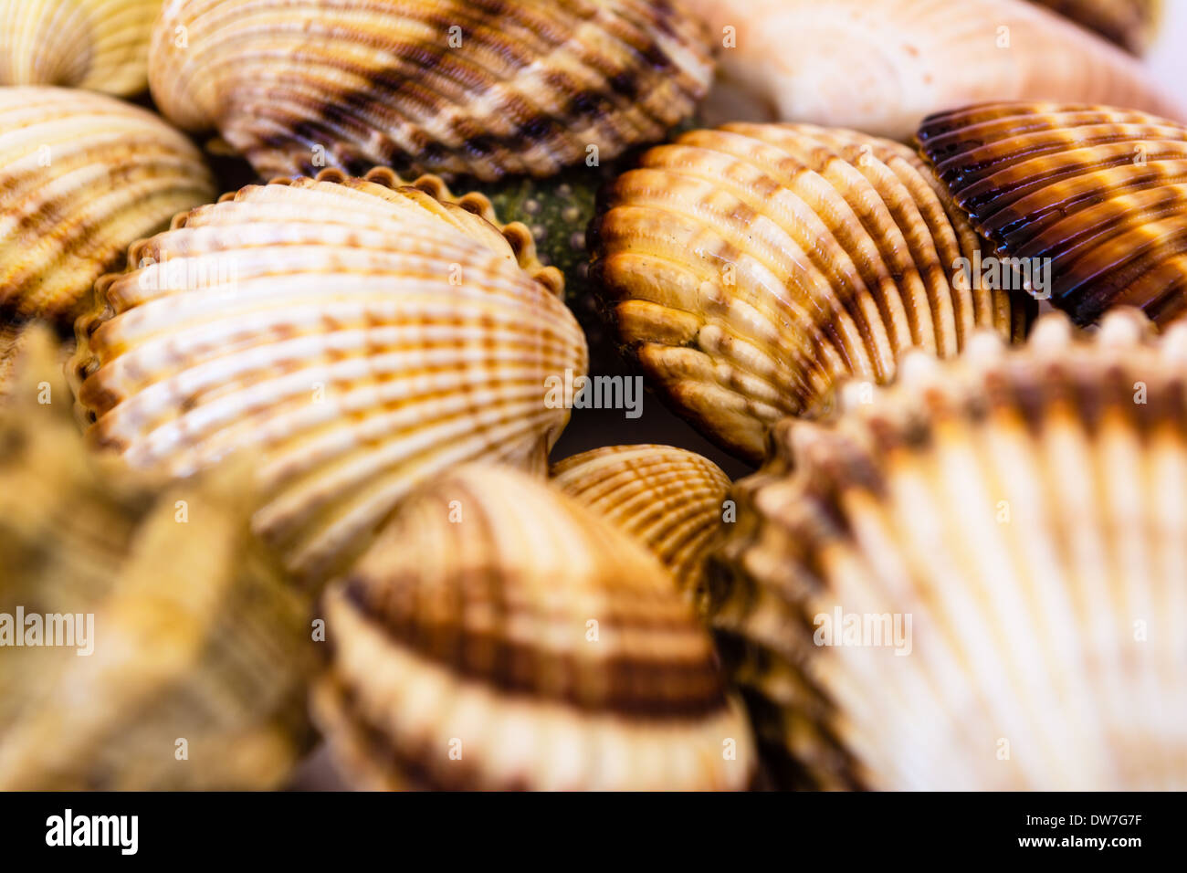 Closeup collection of different seashells Stock Photo - Alamy
