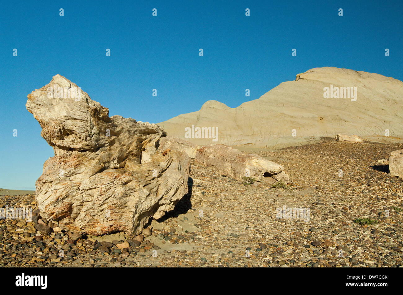 Auracaria mirabilis, silicified tree trunk wood, Cerro Cuadrado ...