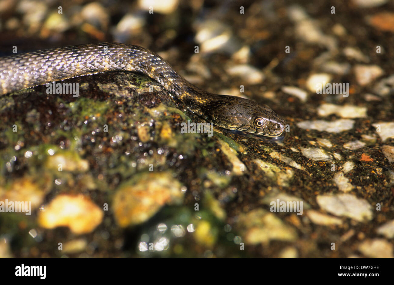 DICE SNAKE (Natrix tessellata) swimming in water Lesbos Greece Stock ...