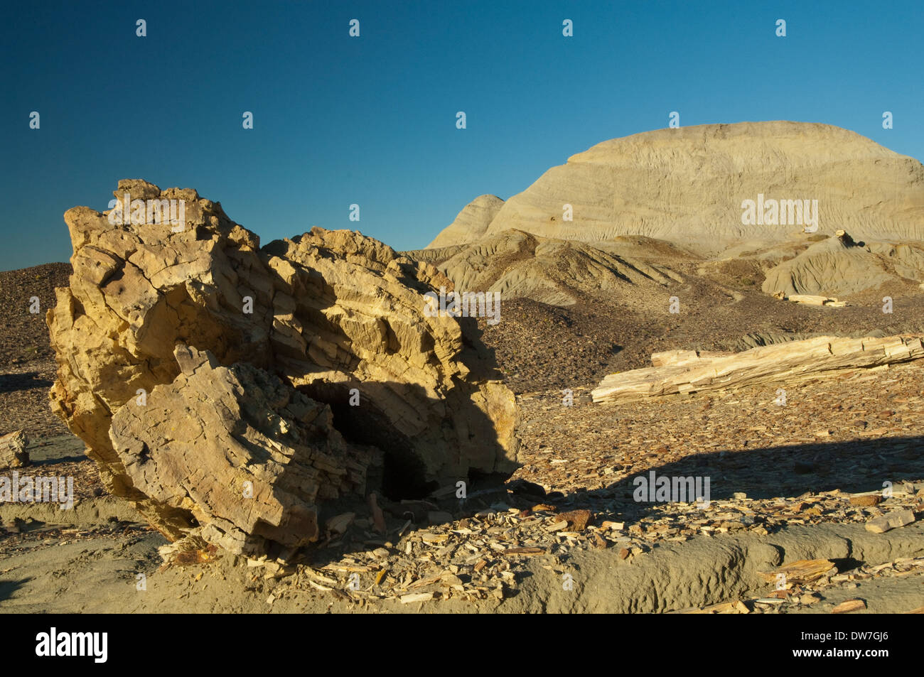 Auracaria mirabilis, silicified tree trunk wood, Cerro Cuadrado ...