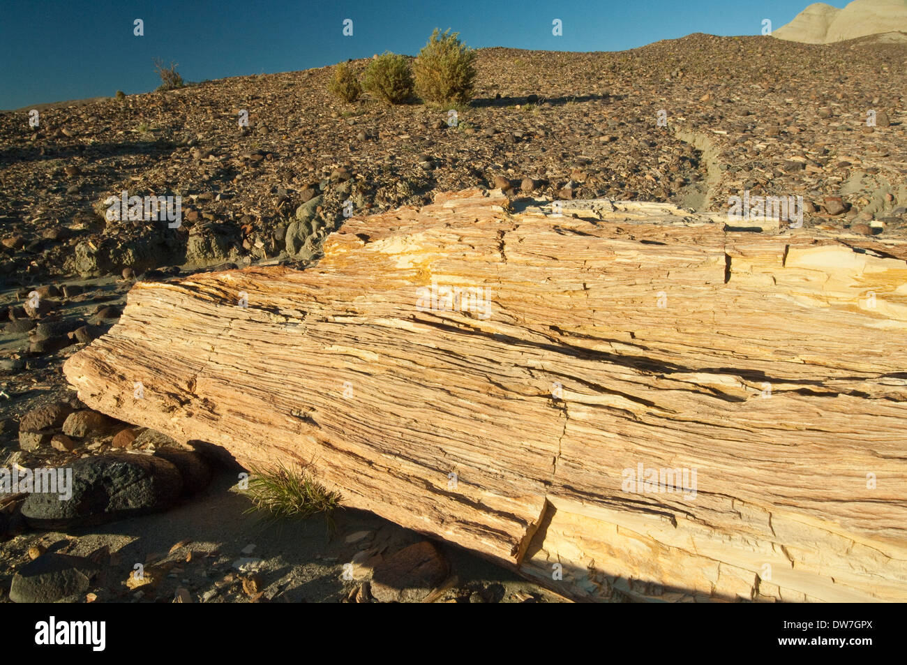 Auracaria mirabilis, silicified tree trunk wood, Cerro Cuadrado ...