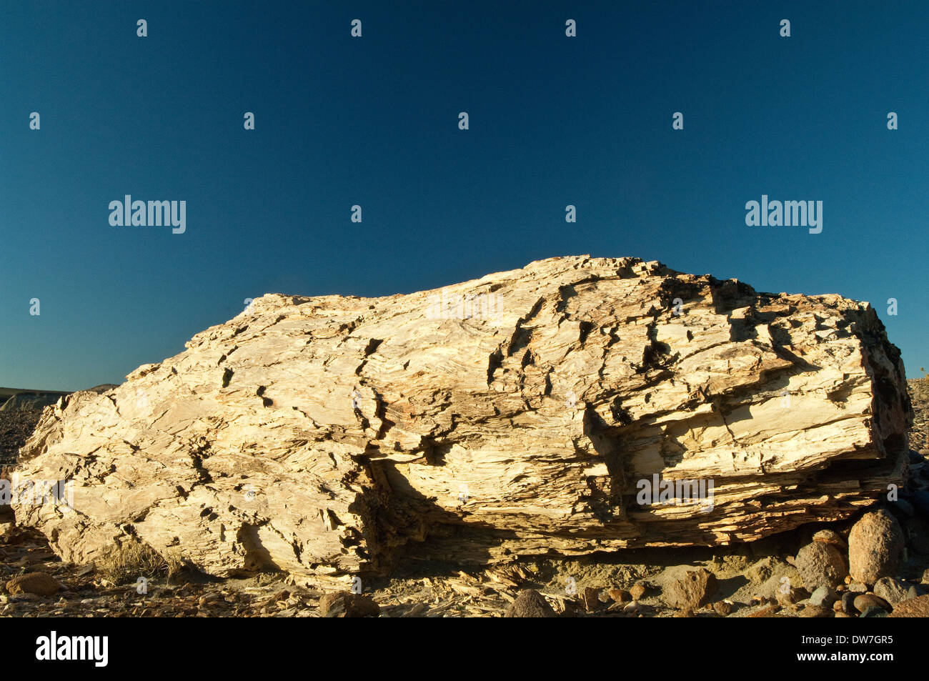 Auracaria mirabilis, silicified tree trunk wood, Cerro Cuadrado ...