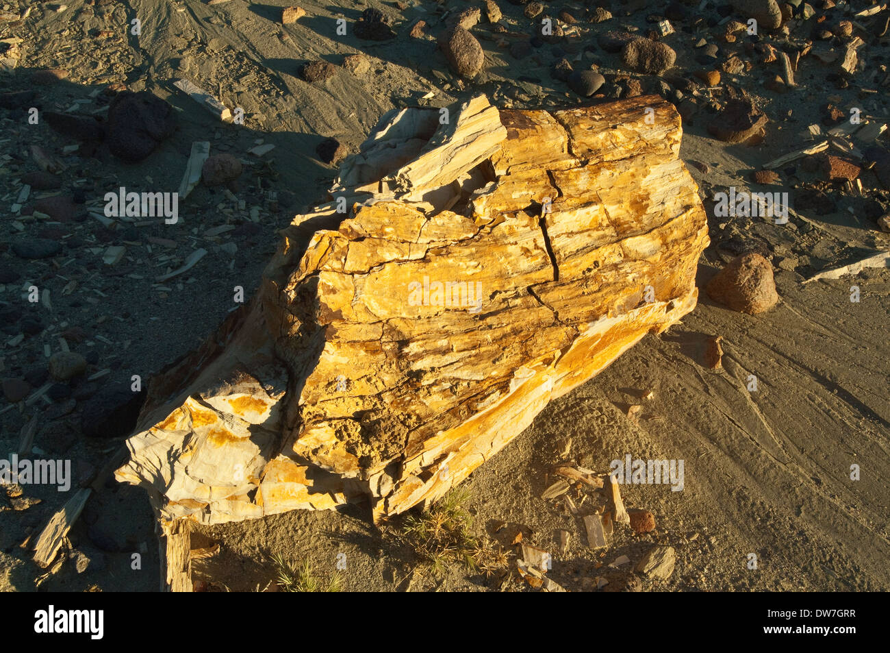 Auracaria mirabilis, silicified tree trunk wood, Cerro Cuadrado ...