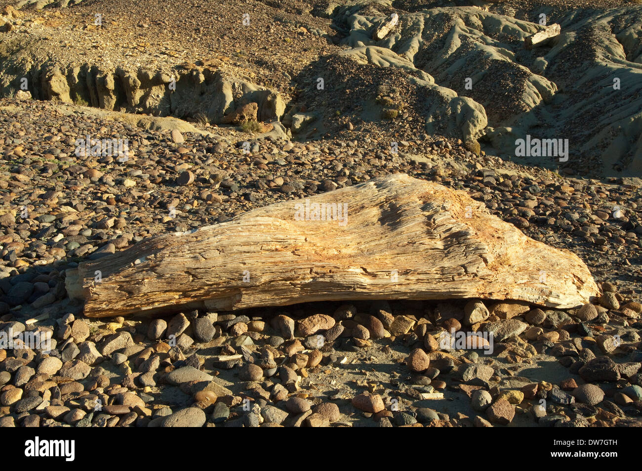 Auracaria mirabilis, silicified tree trunk wood, Cerro Cuadrado ...