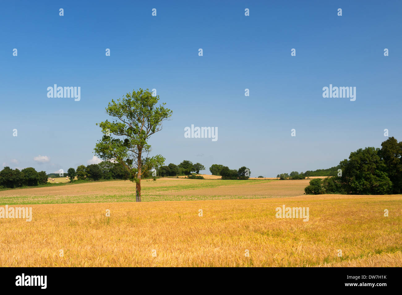 Single tree in agricultural field in France Stock Photo - Alamy