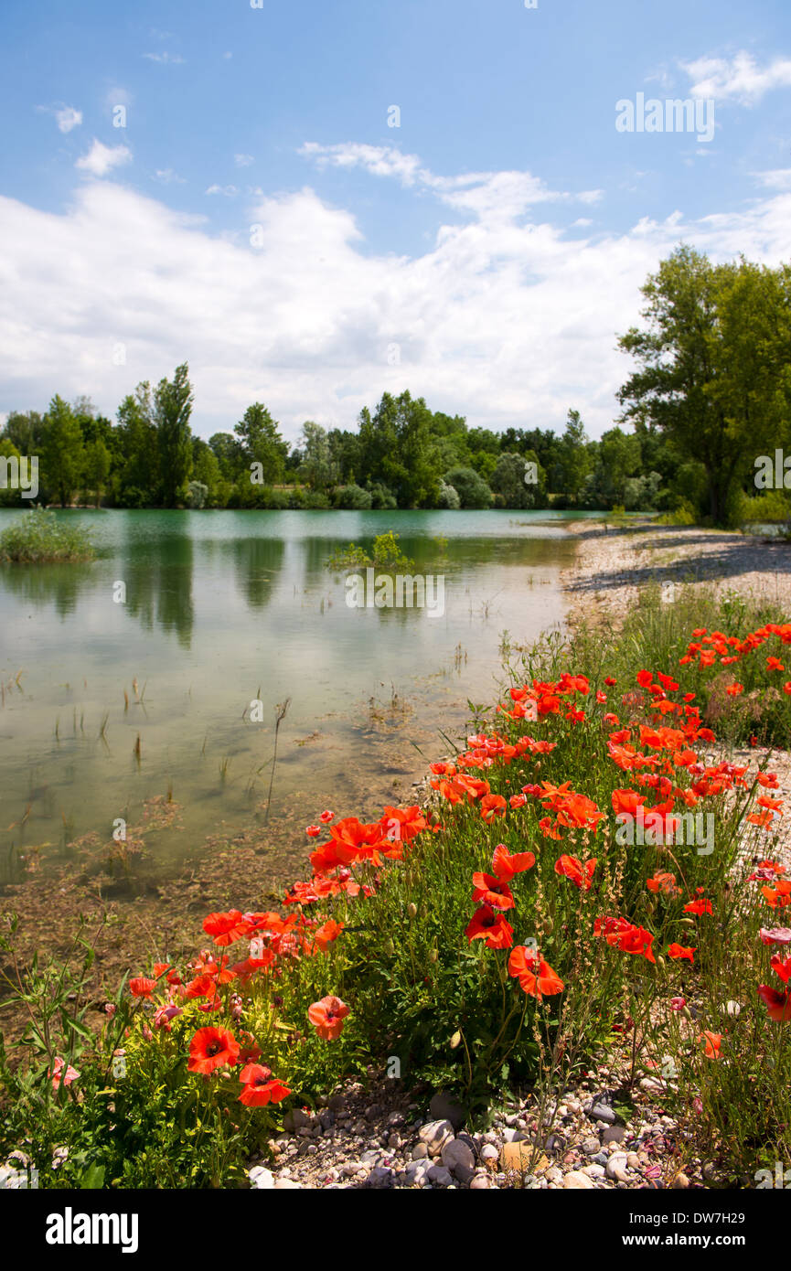 Poppies in landscape hi-res stock photography and images - Alamy