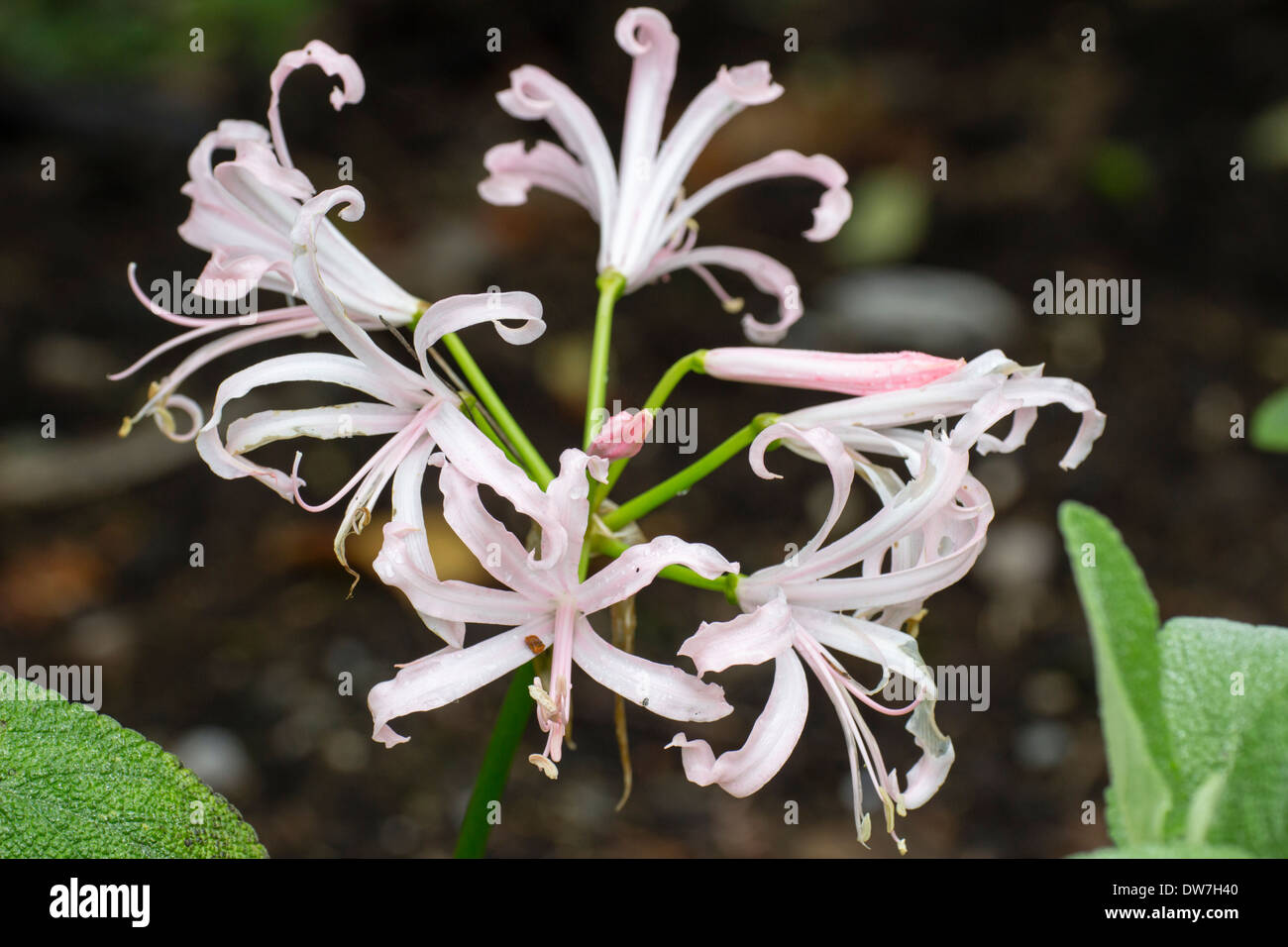 Stephanie an hi-res stock photography and images - Alamy