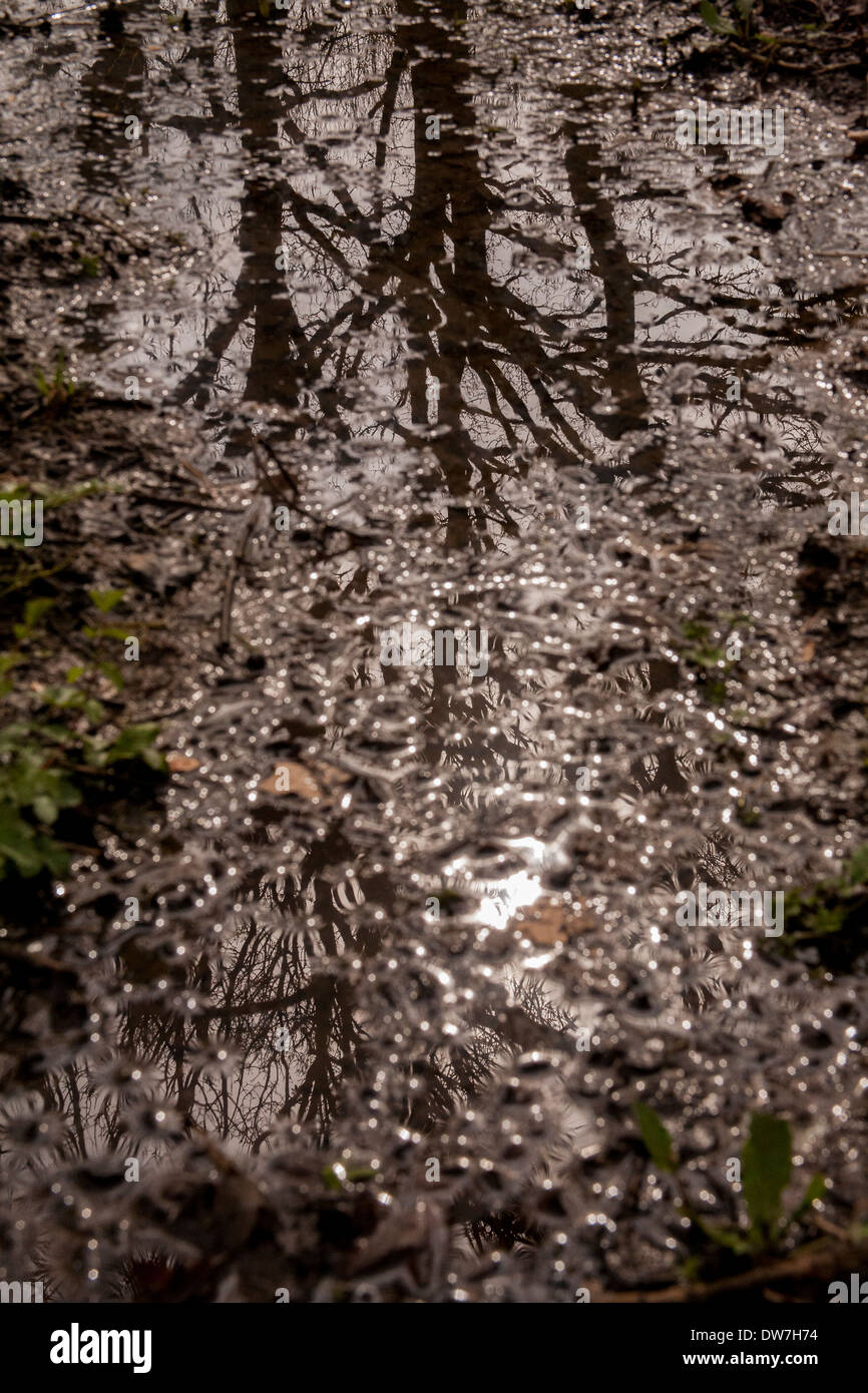 Winter at Broadmere lake Stock Photo - Alamy