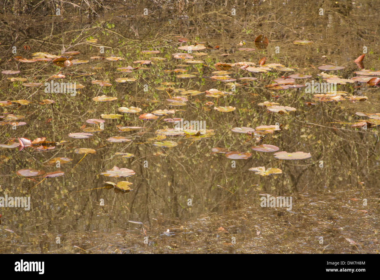 Winter at Broadmere lake Stock Photo - Alamy