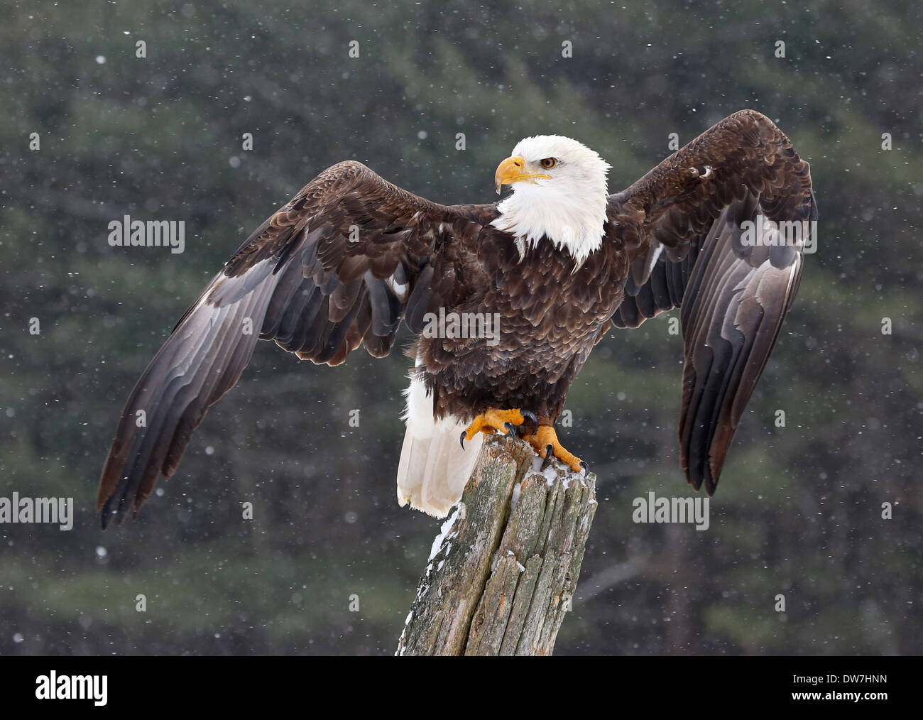 Bald Eagle with Wings Stretched Stock Photo - Alamy