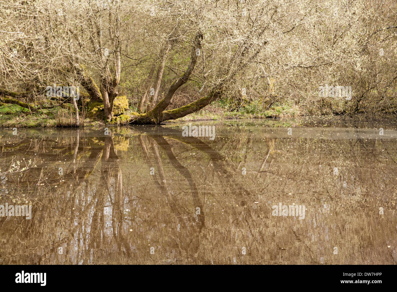 Winter at Broadmere lake Stock Photo - Alamy
