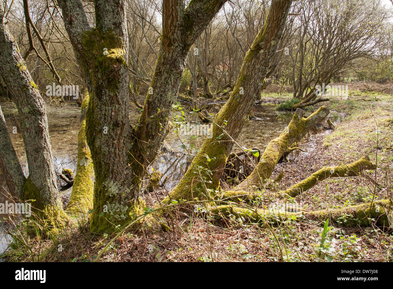 Winter at Broadmere lake Stock Photo - Alamy