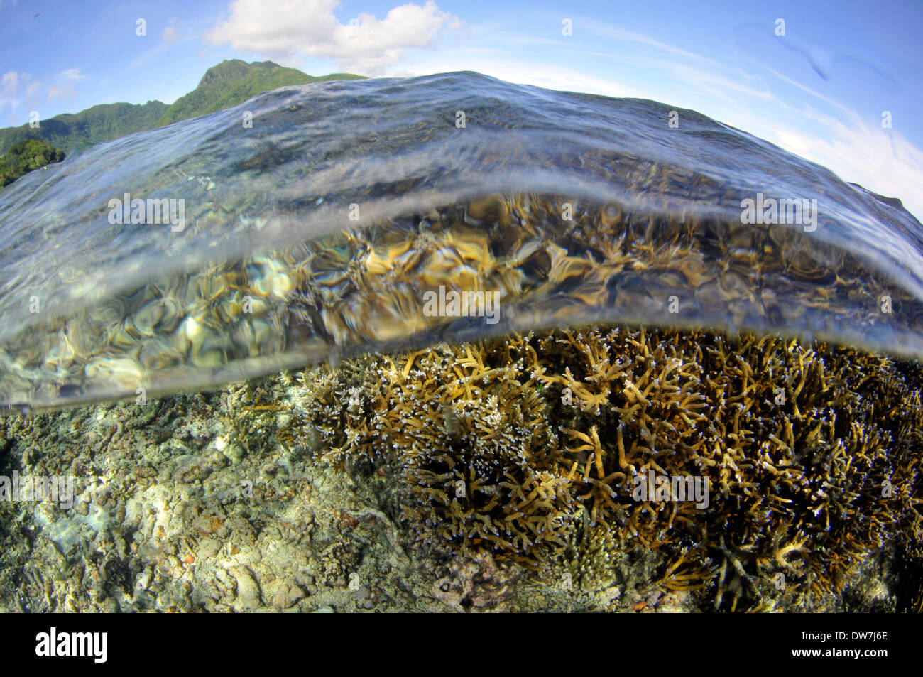 Shallow coral reef with several Acropora species, Fagaalu Bay, Pago ...
