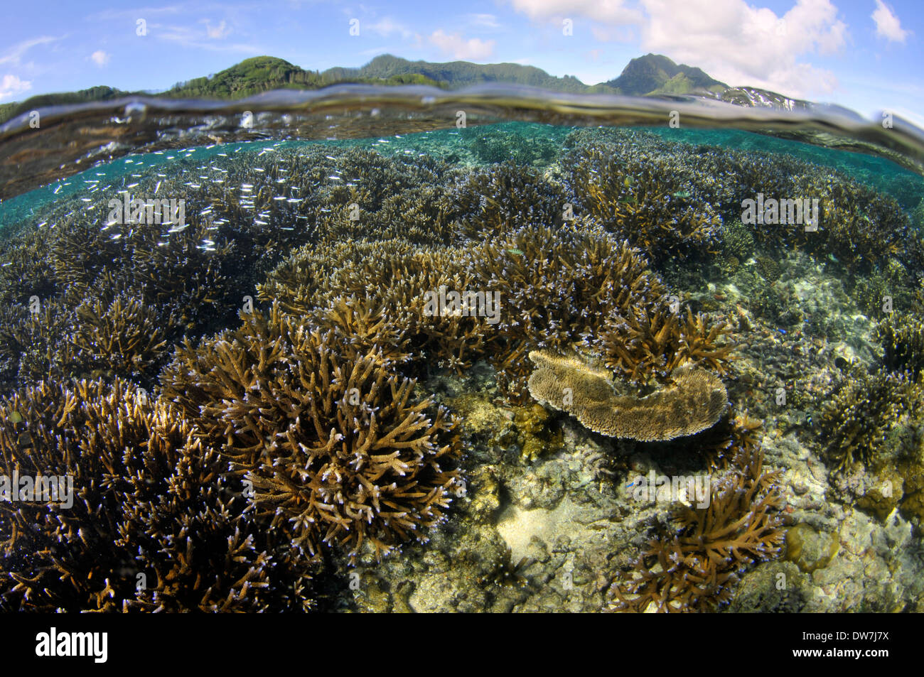 Shallow coral reef with several Acropora species, Fagaalu Bay, Pago ...