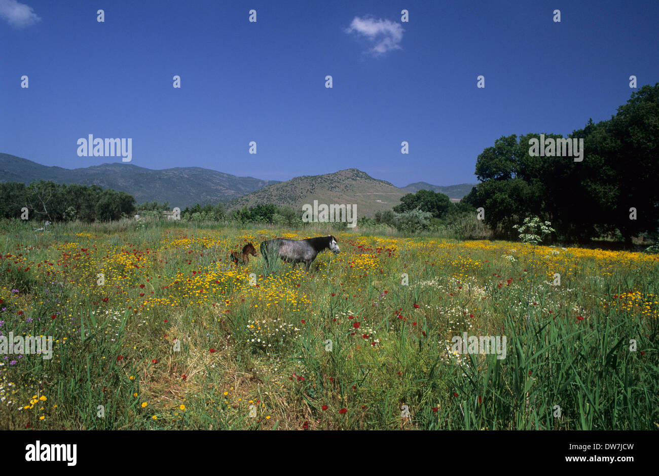 GREECE LESBOS hay meadow with spring wildflowers Stock Photo - Alamy