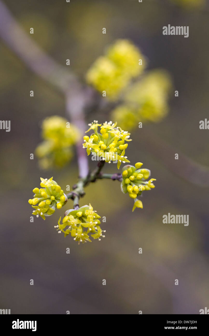 Cornus officinalis flower hi-res stock photography and images - Alamy