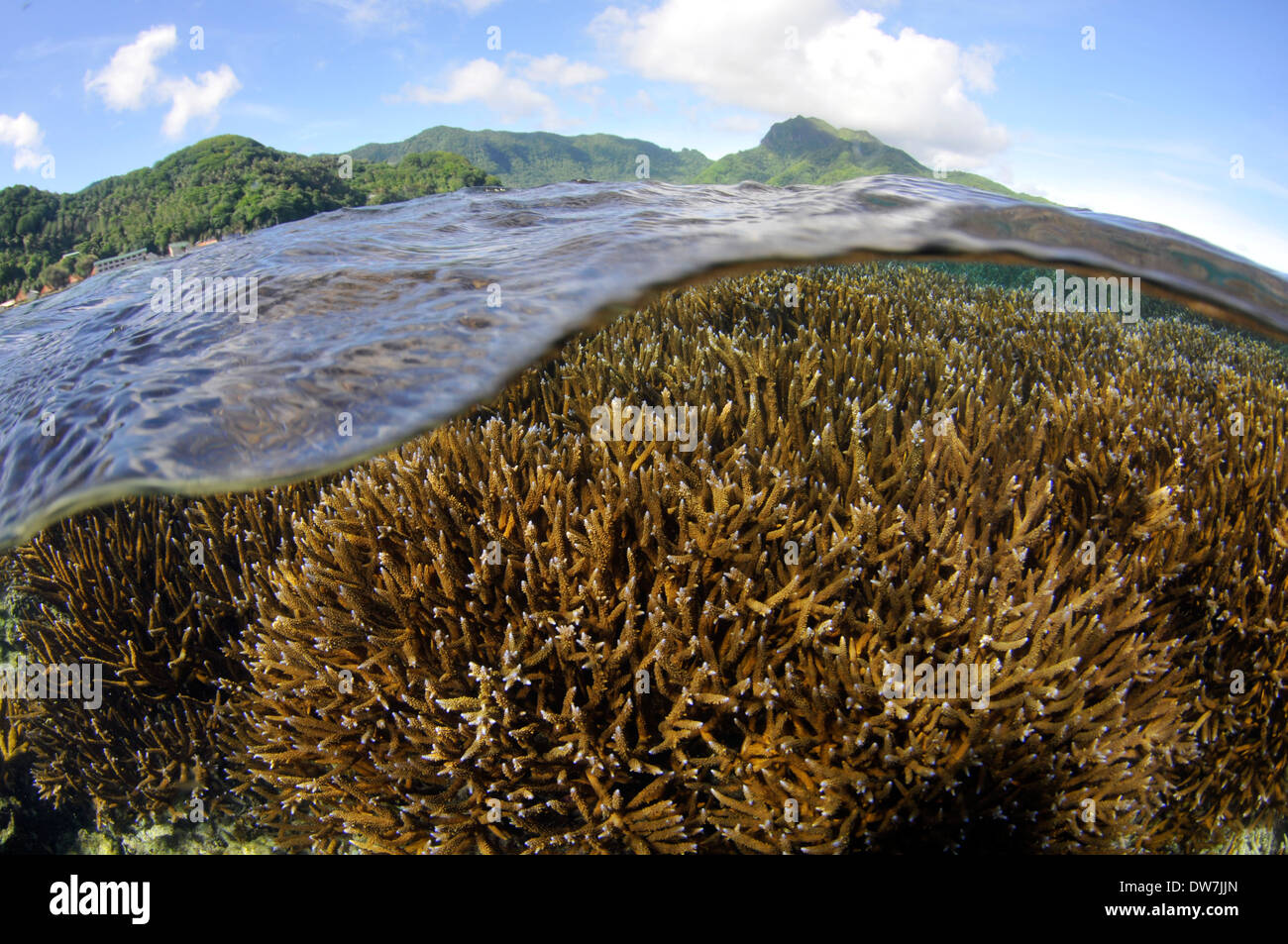 Shallow coral reef with several Acropora species, Fagaalu Bay, Pago ...