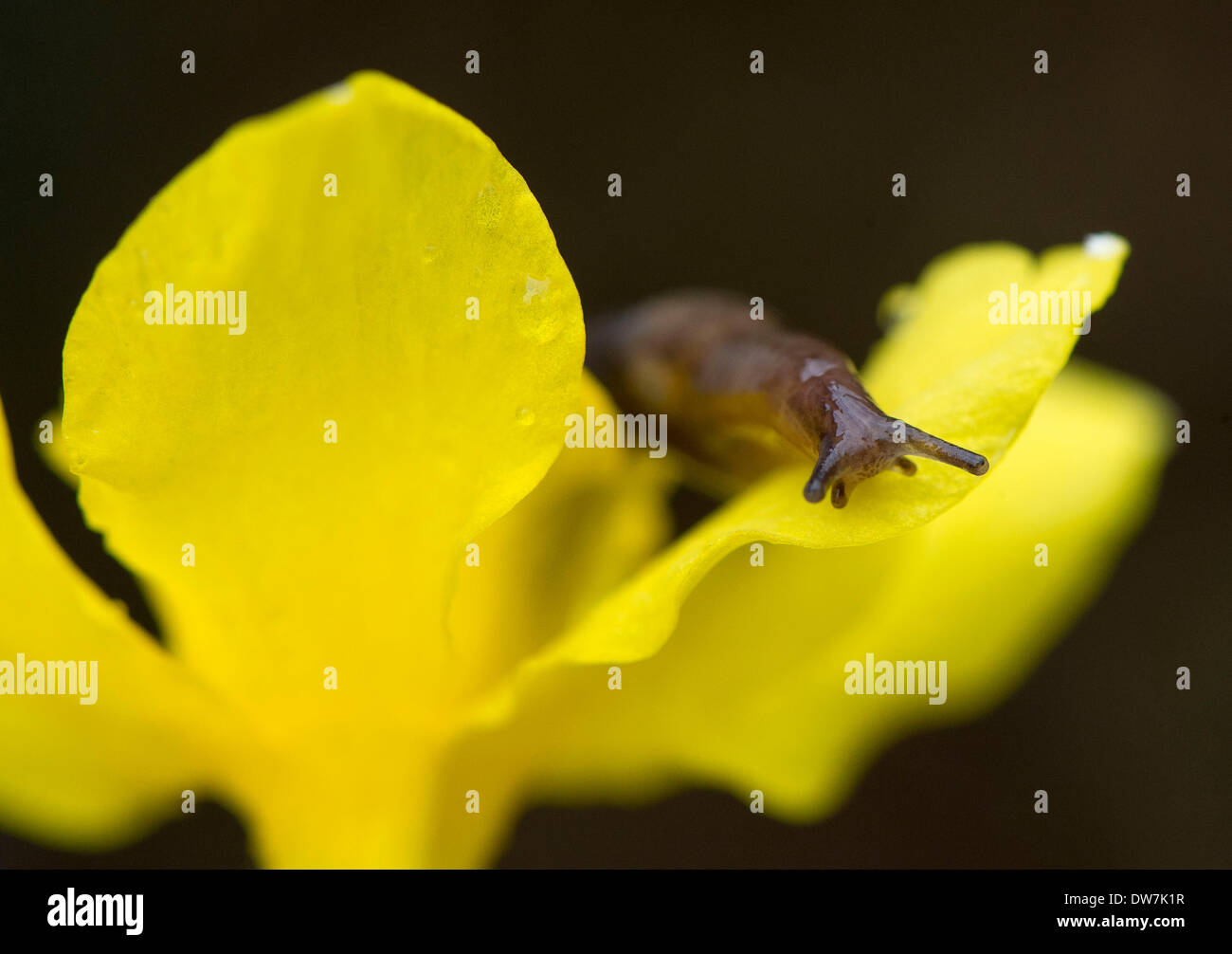 Roseburg, Oregon, USA. 2nd Mar, 2014. A slug feeds on a rain soaked ...