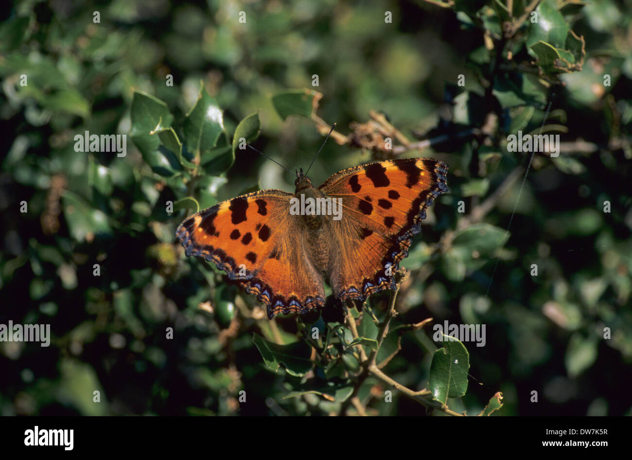 Large tortoiseshell hi-res stock photography and images - Alamy
