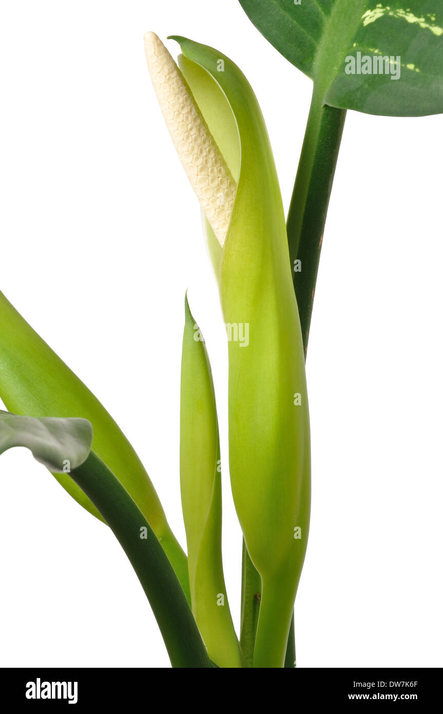 Dumb cane flower Stock Photo - Alamy