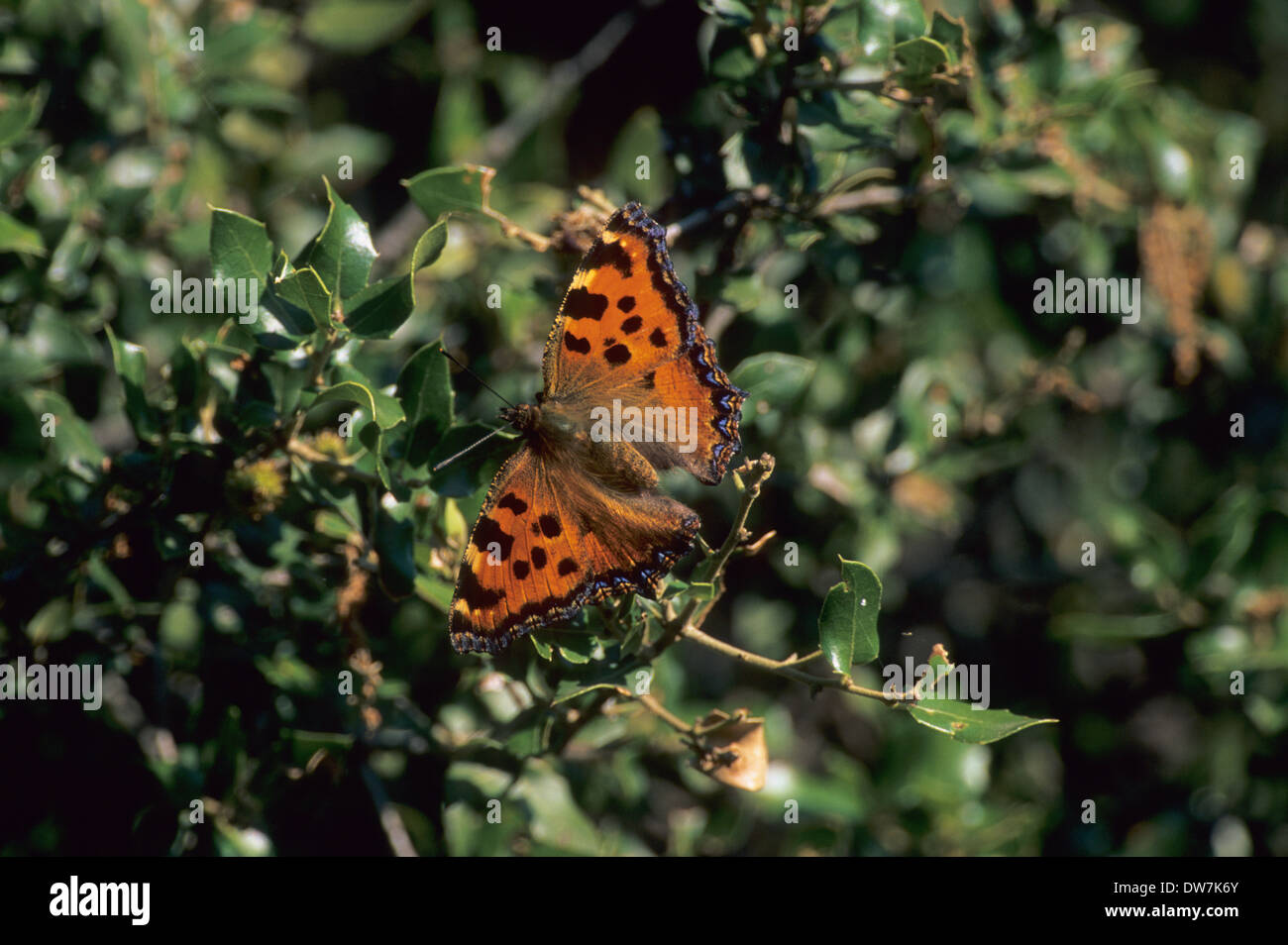 Large tortoiseshell hi-res stock photography and images - Alamy
