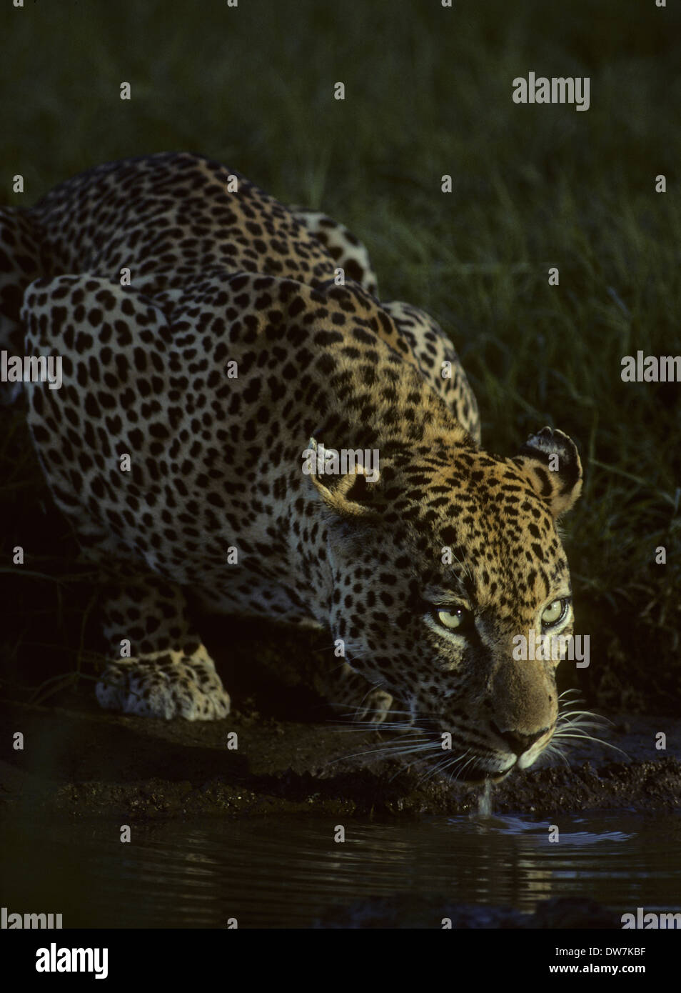 LEOPARD (Panthera pardus) male drinking from small water pool Samburu ...